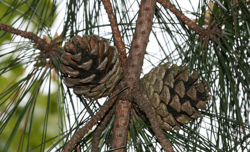 油松Pinus tabuliformis简介-CSDN博客