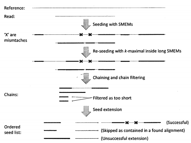 BWA-MEM算法记录_weixin_34075551的博客-CSDN博客